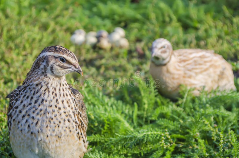 Quail on a Green Grass in the Spring Stock Photo - Image of area, look ...