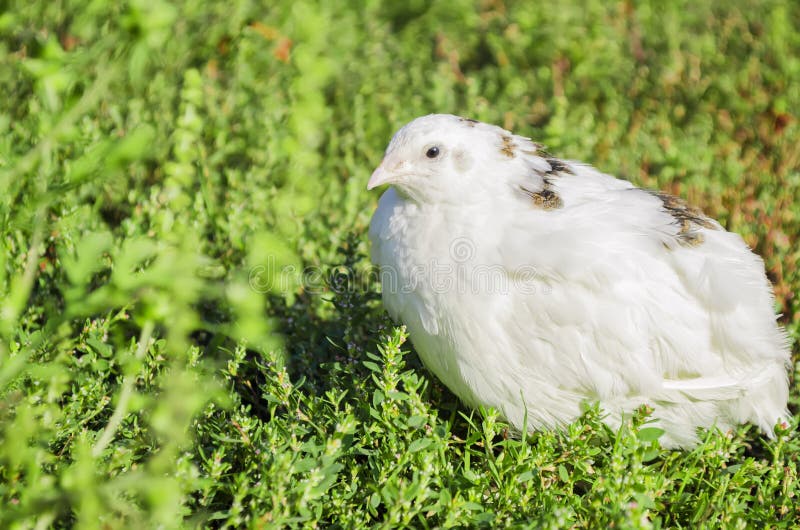 Quail on a Green Grass in the Spring Stock Photo - Image of agriculture ...
