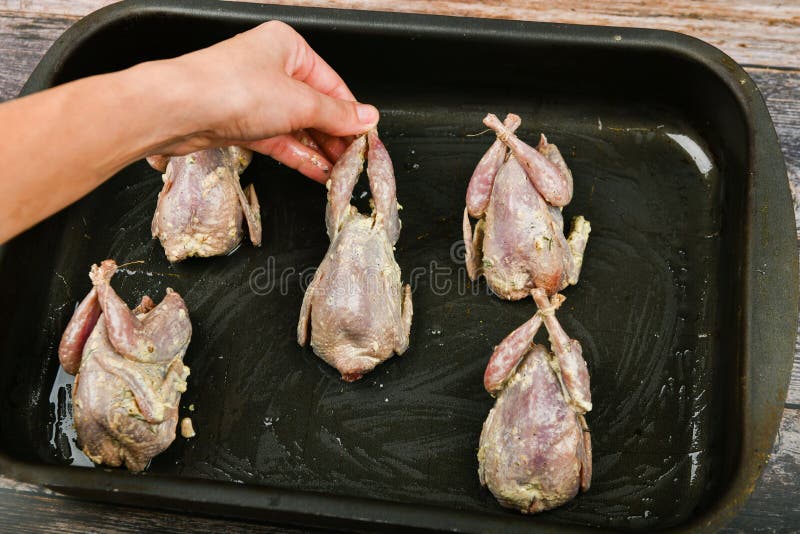 Quail in Hands. Quail in Human Hands. Cooking Quail Stock Photo - Image ...