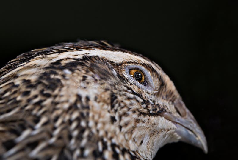 Quail Head Has Round and Sharp Eyes Stock Image - Image of avian ...