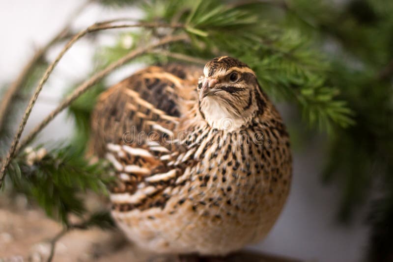 Quail Hen stock image. Image of portrait, featherd, green - 181527867