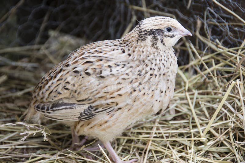 Gamble s Quail stock image. Image of gamble, plume, gambelii - 19278269