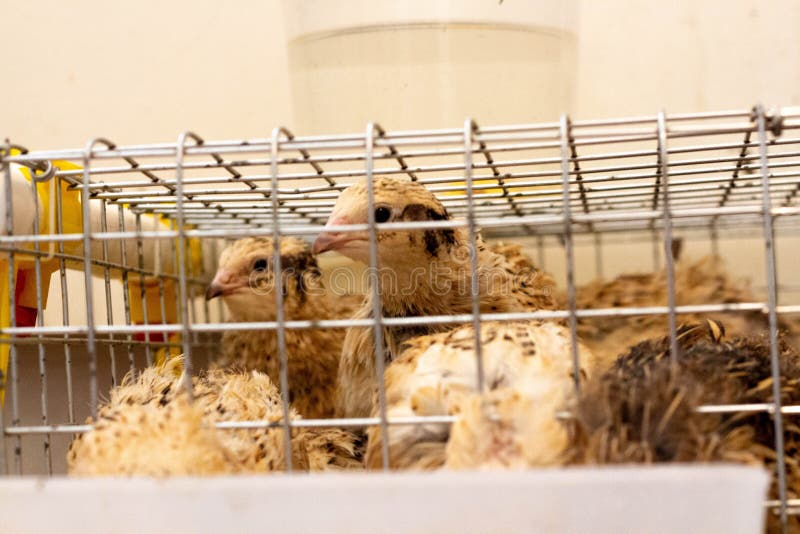 Quail at home stock photo. Image of animal, mammal, wildlife - 211238956