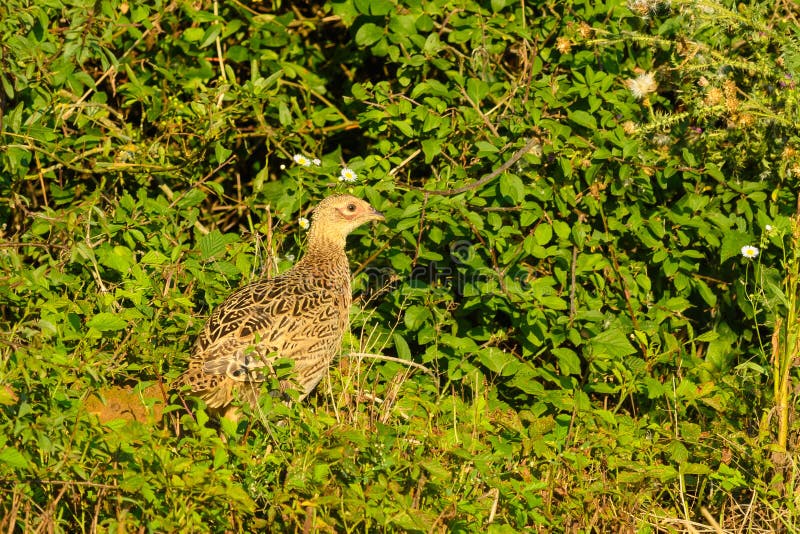 Quail Looking for Food in the Field Stock Photo - Image of colorful ...