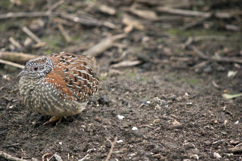 Quail stock photo. Image of feathers, brown, claws, white - 102106648