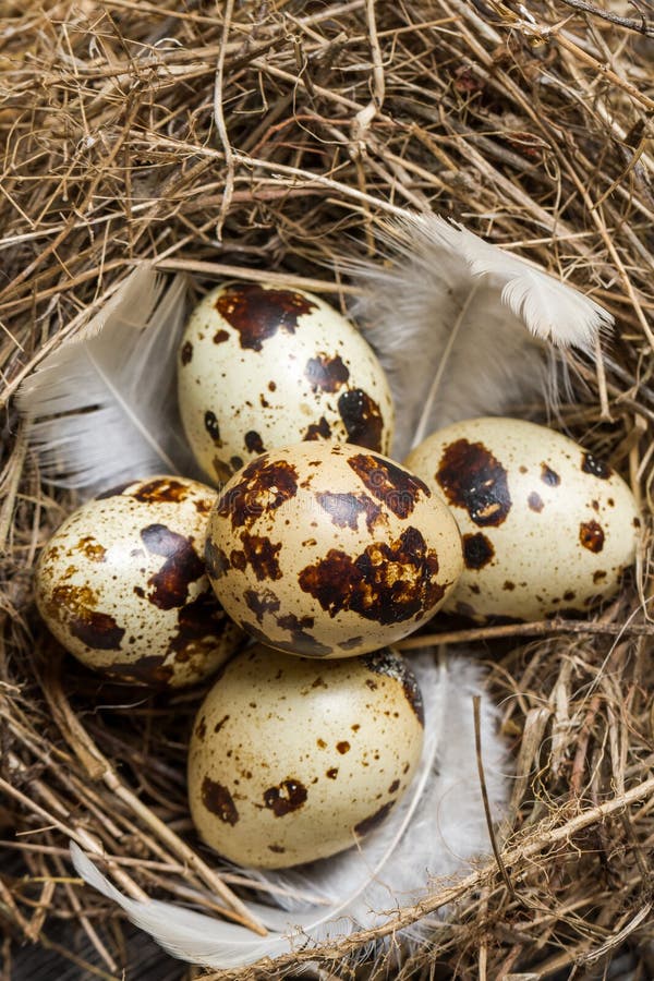 Quail nest with eggs stock image. Image of food, eggs - 35191695