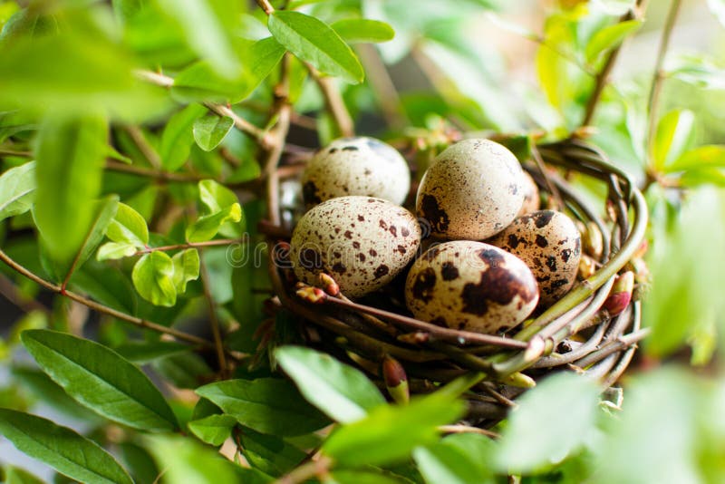Quail nest with eggs stock image. Image of home, tree - 39772319