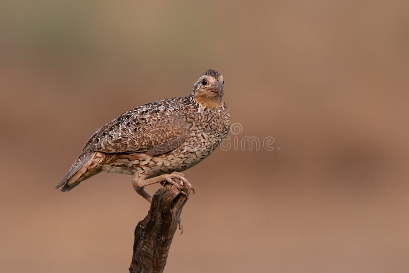 Quail Perched on a Small Tree in a Field Stock Image - Image of bird ...