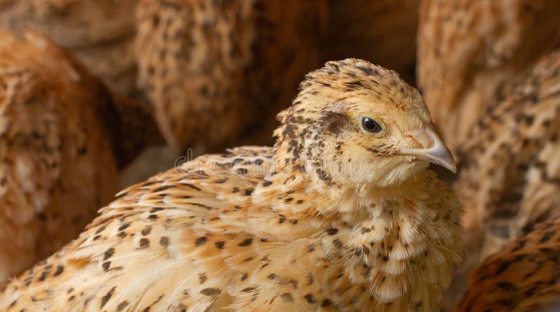 Quail on a Poultry Farm in Cages Stock Image - Image of yummy, cooking ...