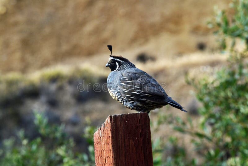 Quail Sitting stock image. Image of bird, outdoor, leaf - 86396985