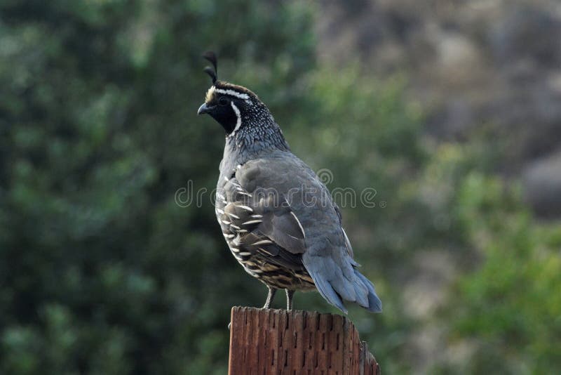 Quail Sitting stock photo. Image of animal, wood, leaf - 86397056
