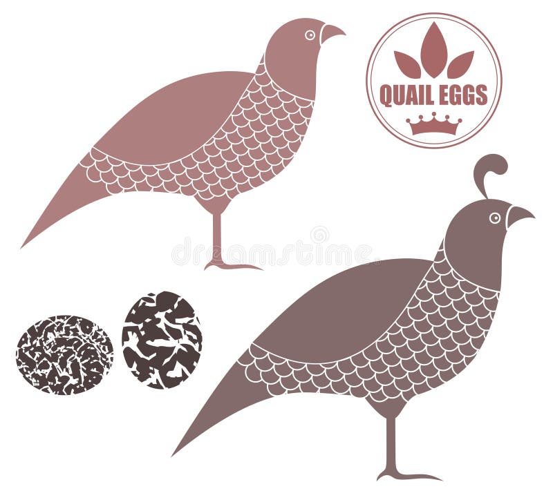 Quail stock vector. Illustration of brown, pheasant, grace - 49590720