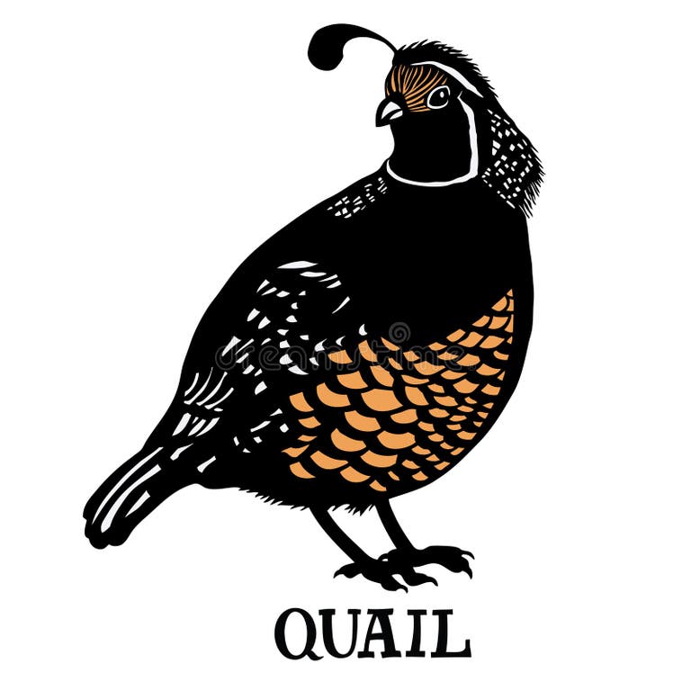 Quail Cute Drawing Stock Illustrations – 1,823 Quail Cute Drawing Stock ...