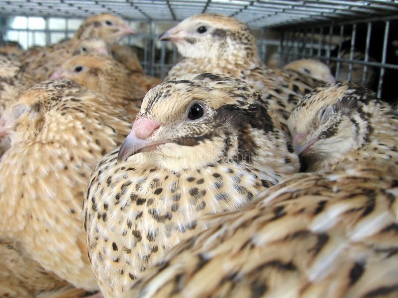 Quails stock photo. Image of beautiful, animal, bird - 12949182