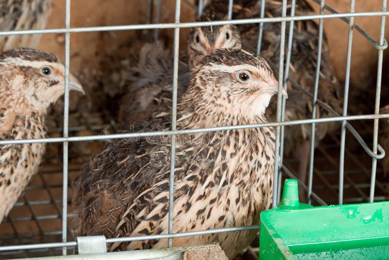 Quails stock photo. Image of group, farm, meat, quail - 16294196