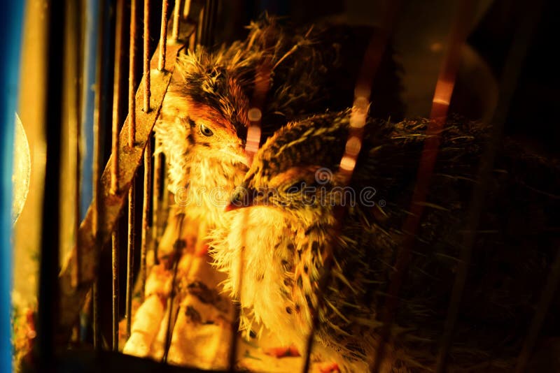 Quails in a cage stock photo. Image of quails, beak - 110078996