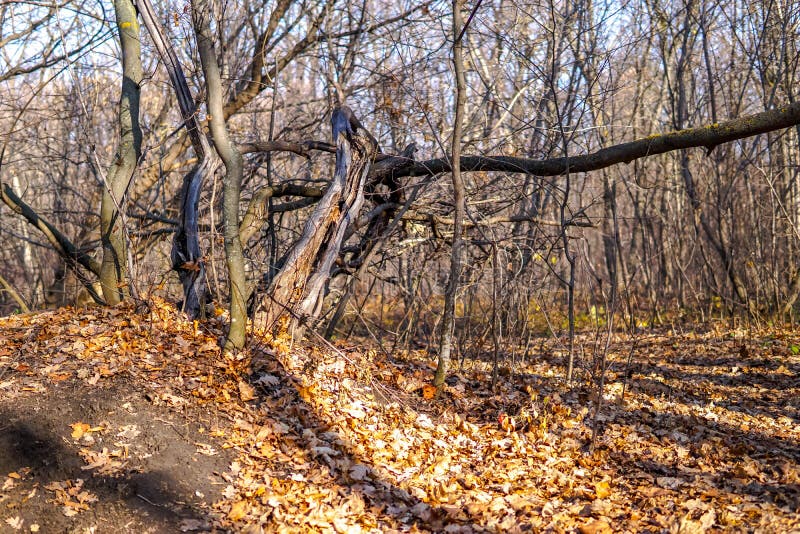 Quaint Curved Old Tree in the Autumn Forest Stock Image - Image of ...