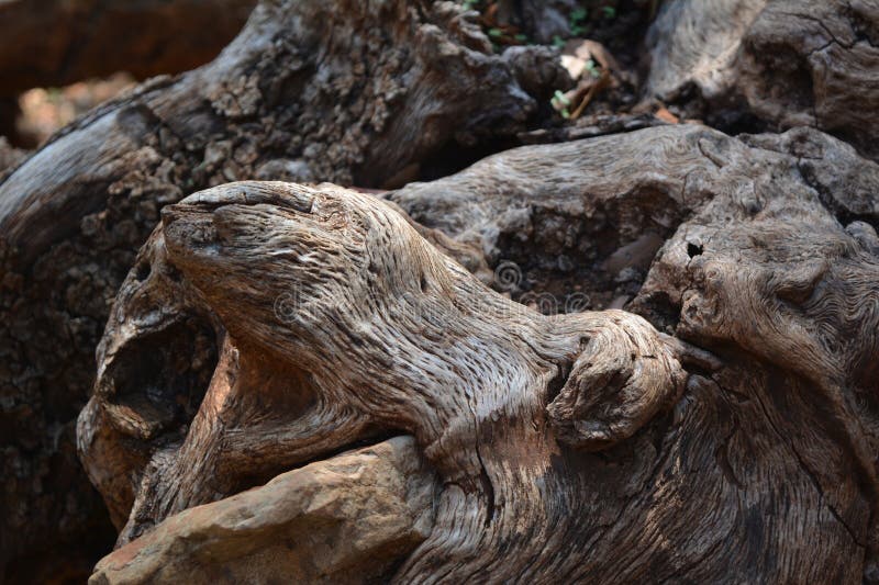 The Quaint Form of the Root of the Old Olive is Like a Snake S Head or ...