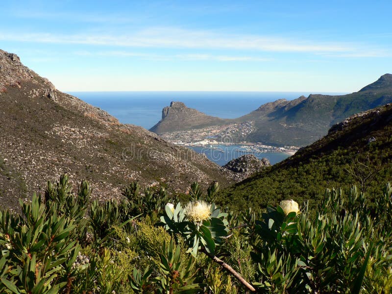 Quaint Harbour stock image. Image of distant, bloom, protea - 1632087