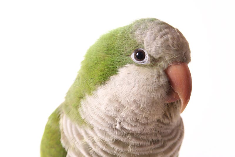 Quaker Parrot stock image. Image of isolated, feathers - 556801