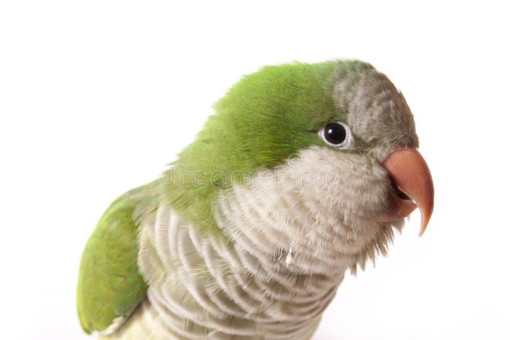 Quaker Parrot Closeup on White Background Stock Image - Image of exotic ...