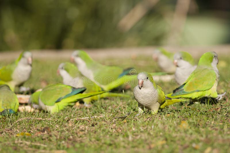 Quaker Parrot or Monk Parakeet Stock Photo - Image of colorful, monk ...