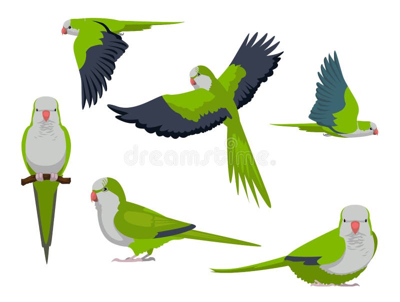 Quaker Parrot Monk Parakeet Bird Various Poses Cartoon Vector Character ...