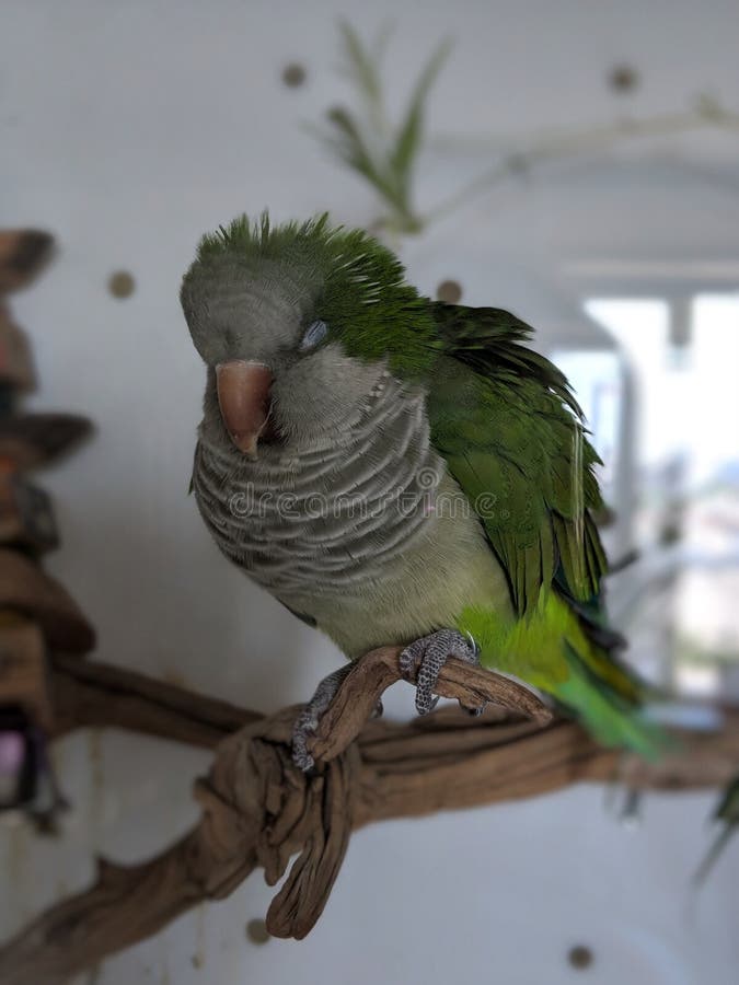Quaker Parrot Sitting on a Tree Perch with Eyes Closed Stock Photo ...
