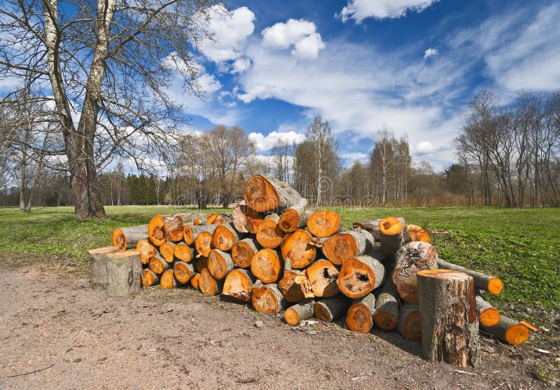 Quaking asp axed down stock photo. Image of caudex, parts - 15896670