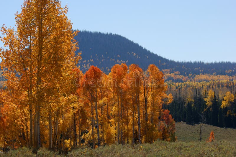Quaking Aspen stock image. Image of trees, wild, wilderness - 17582445