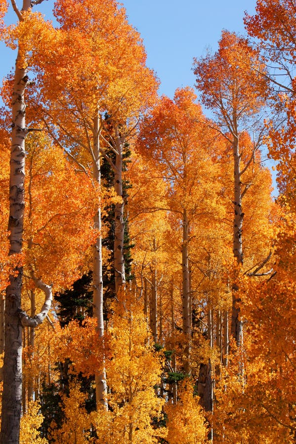 Quaking Aspen stock photo. Image of colors, quaking, populus - 48267586