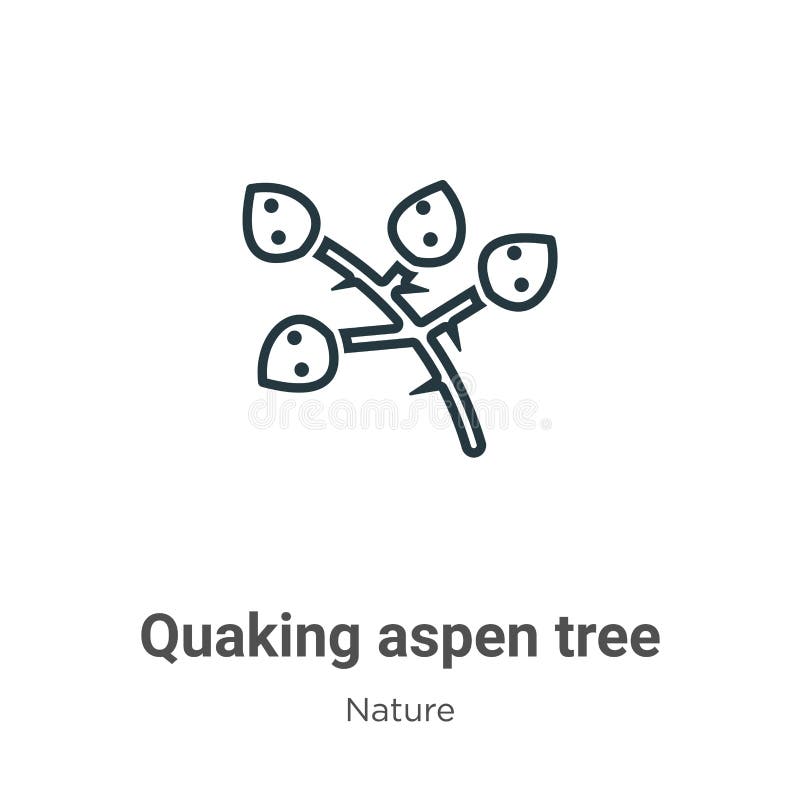 Quaking Aspen Tree Outline Vector Icon. Thin Line Black Quaking Aspen ...