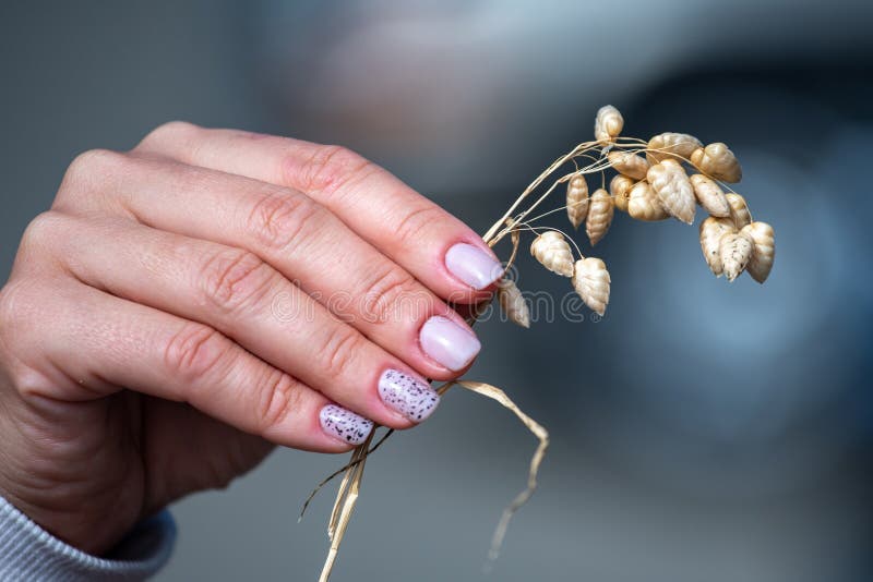 Quaking Grasses Natural Flora Botany Macro Stock Image - Image of focus ...