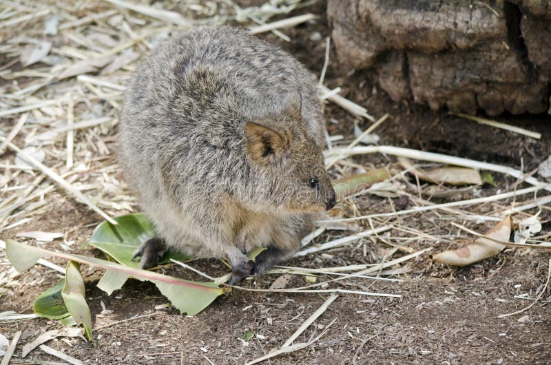 Australian Quakka Stock Photos - Free & Royalty-Free Stock Photos from ...