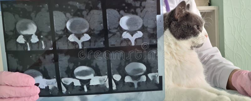 Qualified Veterinarian Received Result of X-ray of Cat Internal Organs ...