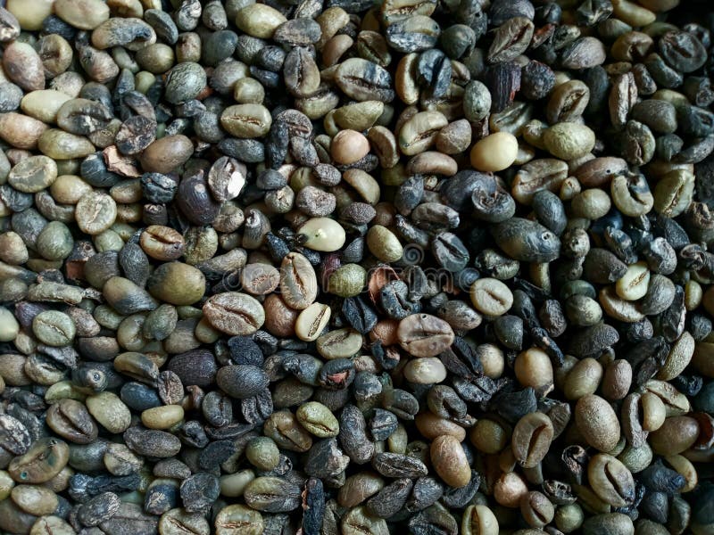 Quality coffee beans stock photo. Image of gravel, quality - 265230390