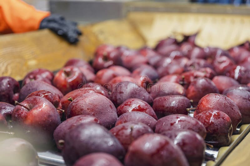Quality Control of Apples at the Factory Stock Photo - Image of healthy ...