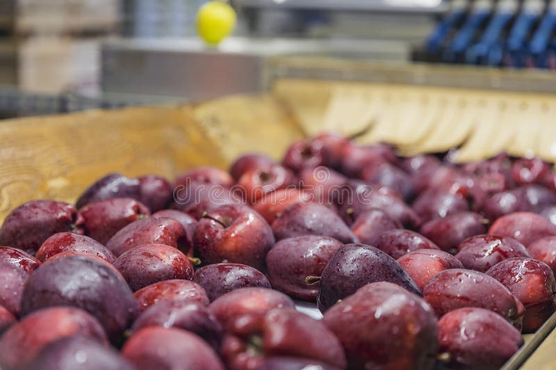 Quality Control of Apples at the Factory Stock Photo - Image of apples ...