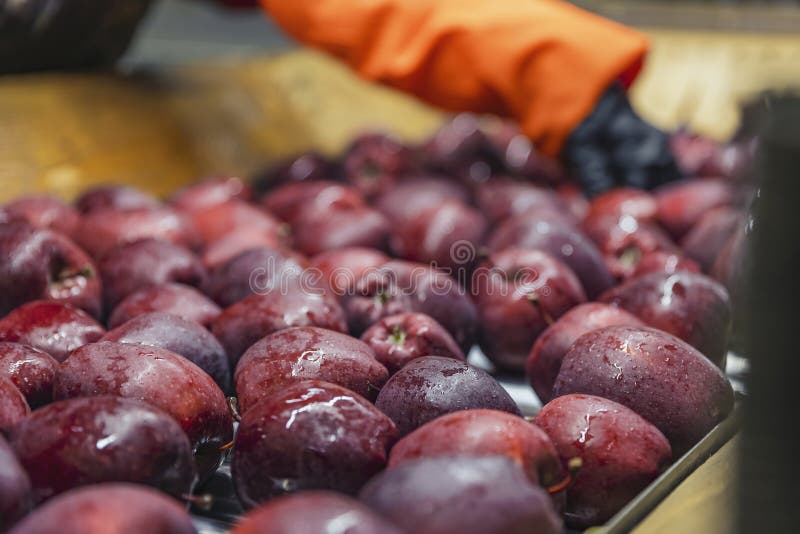 Quality Control of Apples at the Factory Stock Photo - Image of fruit ...