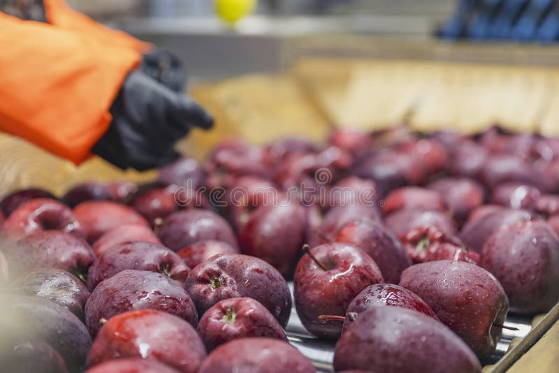 Quality Control of Apples at the Factory Stock Image - Image of farming ...