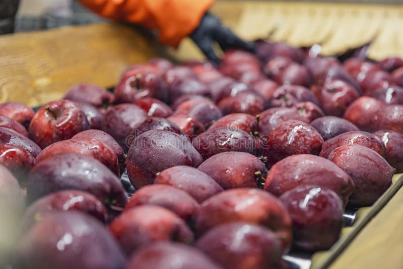 Quality Control of Apples at the Factory Stock Photo - Image of orchard ...