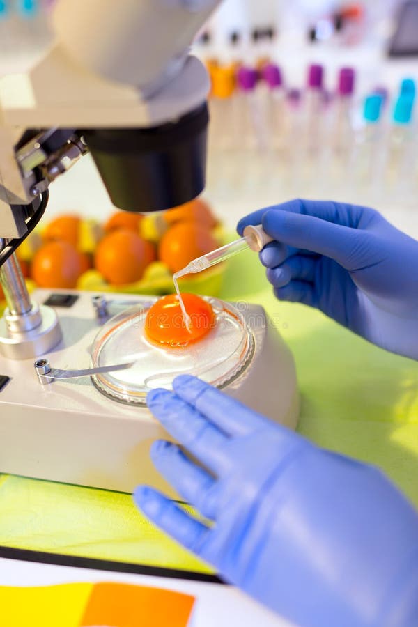 Eggshell Microscope Stock Photos - Free & Royalty-Free Stock Photos ...