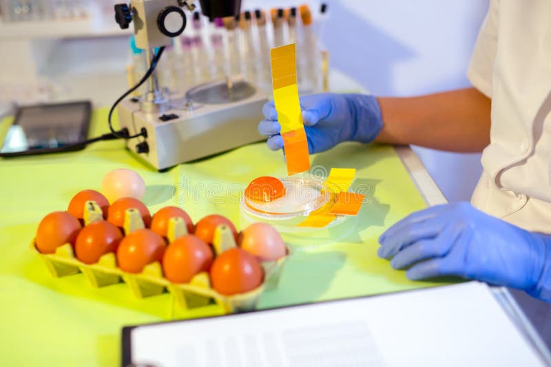Quality Control Expert Inspecting at Chicken Eggs Stock Image - Image of biology, glove: 69743667