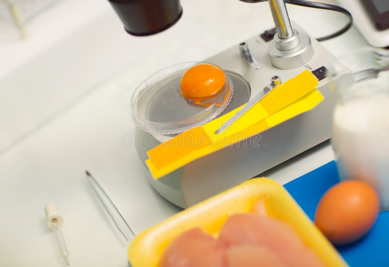 Quality Control Expert Inspecting at Chicken Eggs Stock Photo - Image ...