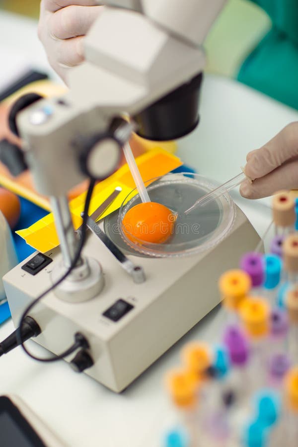 Eggshell Microscope Stock Photos - Free & Royalty-Free Stock Photos ...