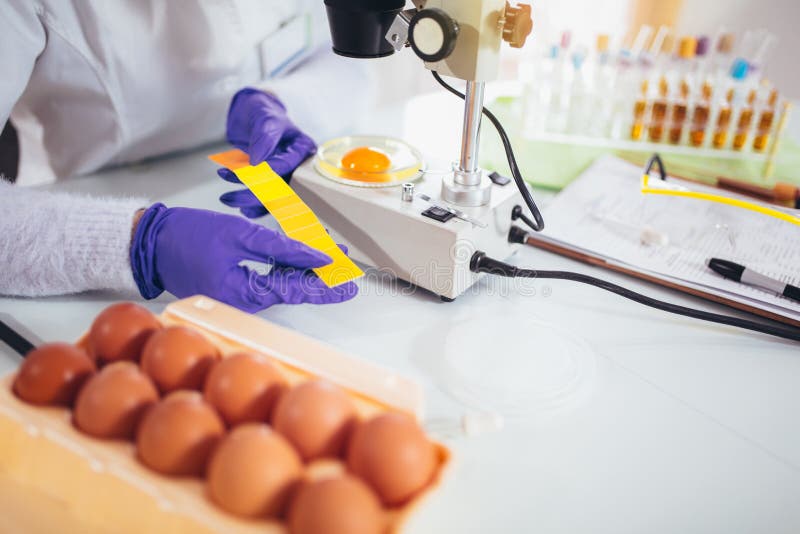 Quality Control Expert Inspecting At Chicken Eggs Stock Image - Image ... Quality Control Expert Inspecting At Chicken Eggs Stock Image - Image ...