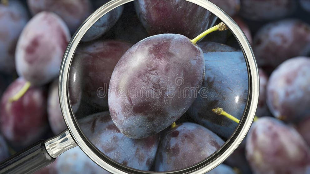 Quality Control of Fruit (plums) Stock Image - Image of ripeness, ripe ...