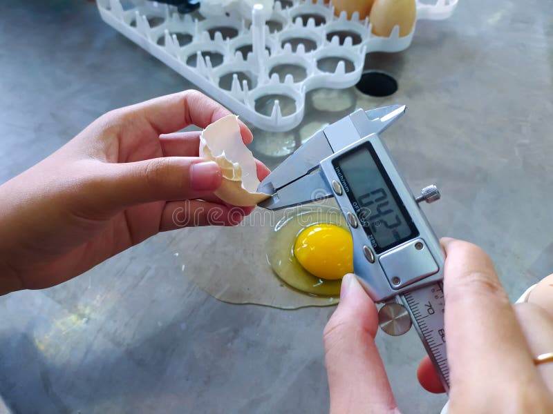 A Quality Control is Measuring Thickness of Chicken Egg Shells Stock Photo - Image of chicken ...