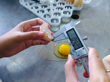 Caliper Measuring Egg Stock Photos - Free & Royalty-Free Stock Photos ...
