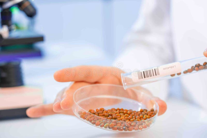 Quality Control of Planting Grain Crops in the Laboratory Stock Image ...